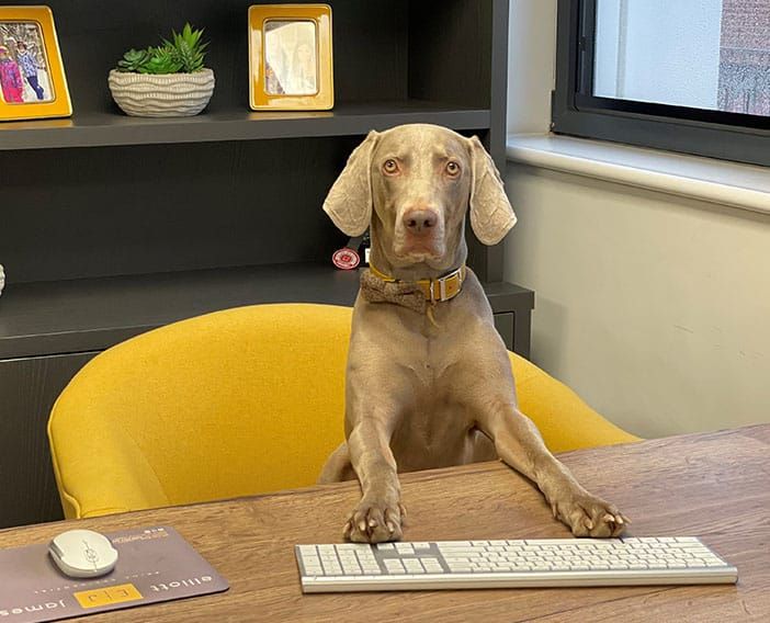 Meet the Team | Elliott James - Prime Residential